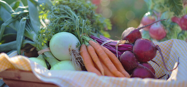What are the best vegetables to grow in winter? | Airtasker AU