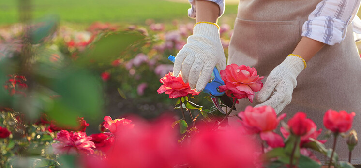 How to prune roses in Australia - Airtasker Guide | Airtasker AU