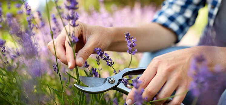 How and When to Prune Lavender the Right Way | Airtasker AU