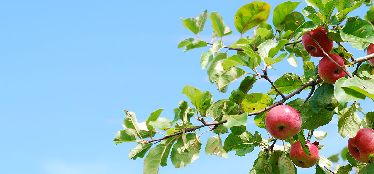 How to prune an apple tree the right way | Airtasker AU