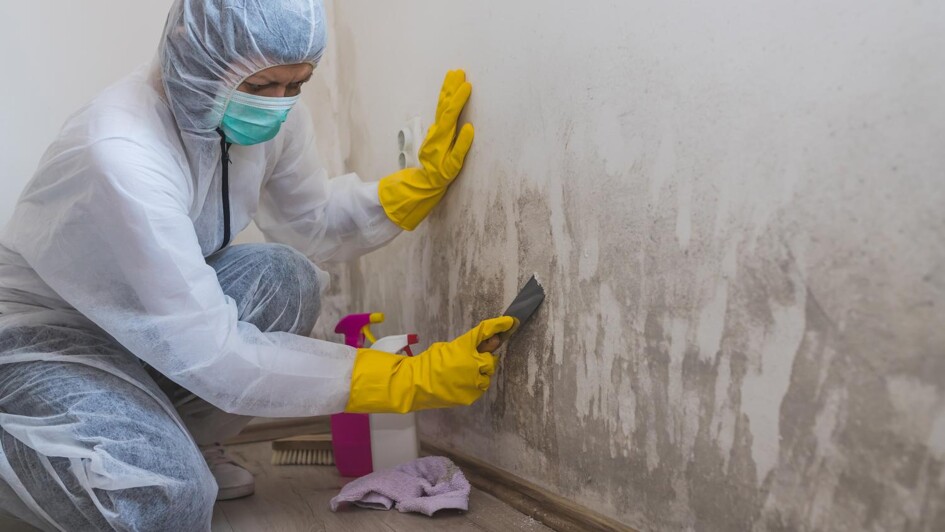 How to get rid of mould: Simple fixes for a cleaner home | Airtasker AU