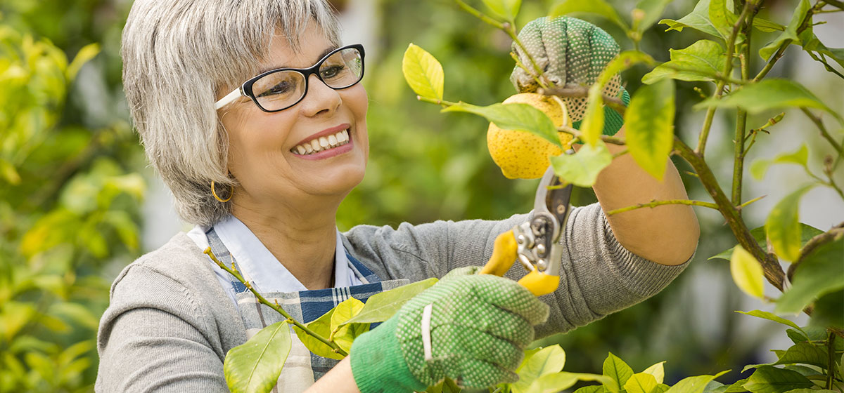 How to Prune a Lemon Tree | Airtasker AU