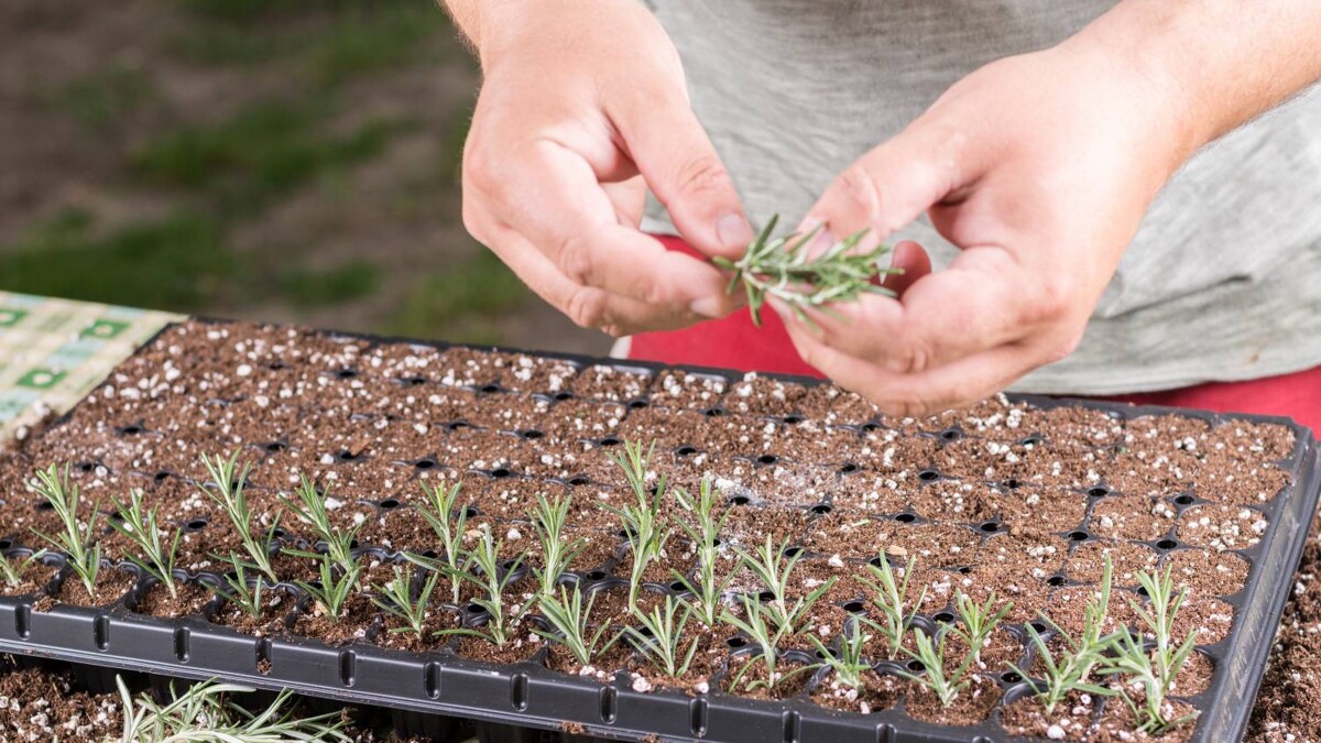How to Propagate Plants | Airtasker AU