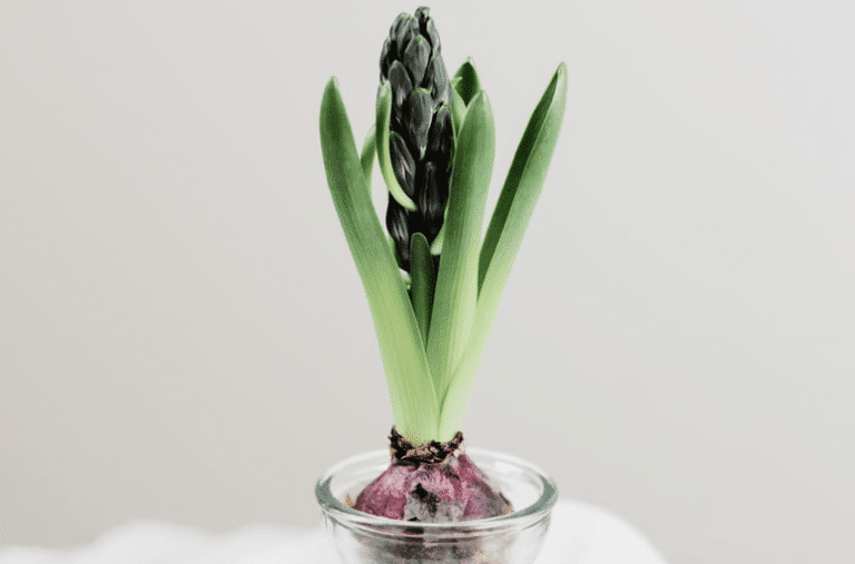 How to propagate plants at home | Airtasker US