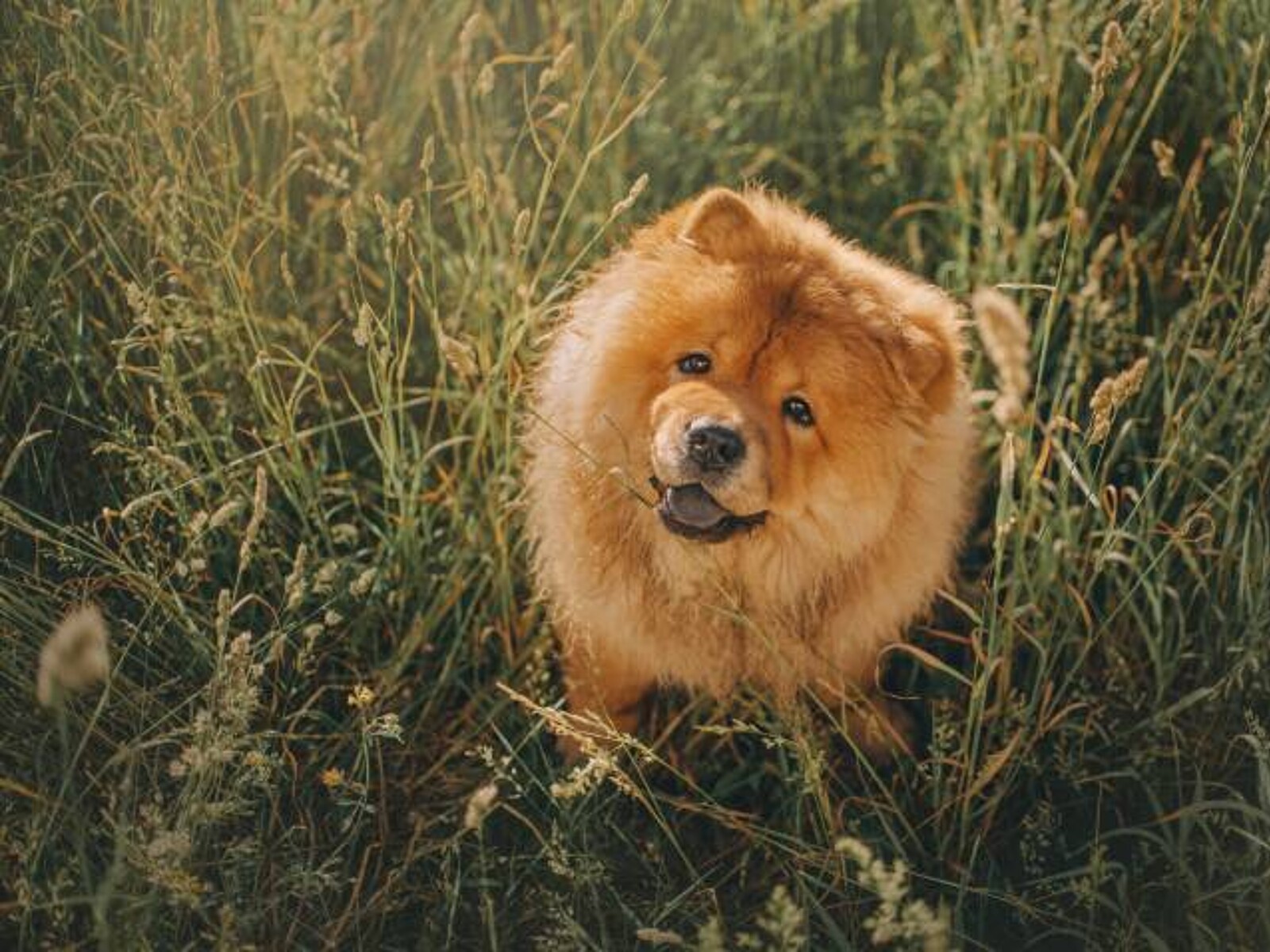 Chow Chow Lion Cut