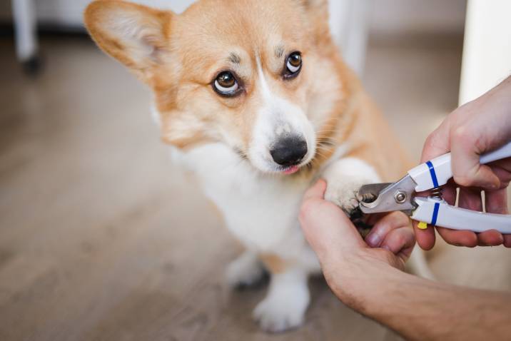 8 Essential Dog Grooming Tools to Have at Home | Airtasker AU