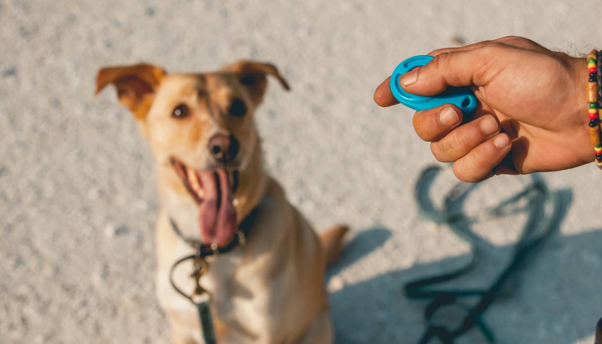 How to Clicker Train a Dog in 4 Simple Steps | Airtasker | Airtasker US