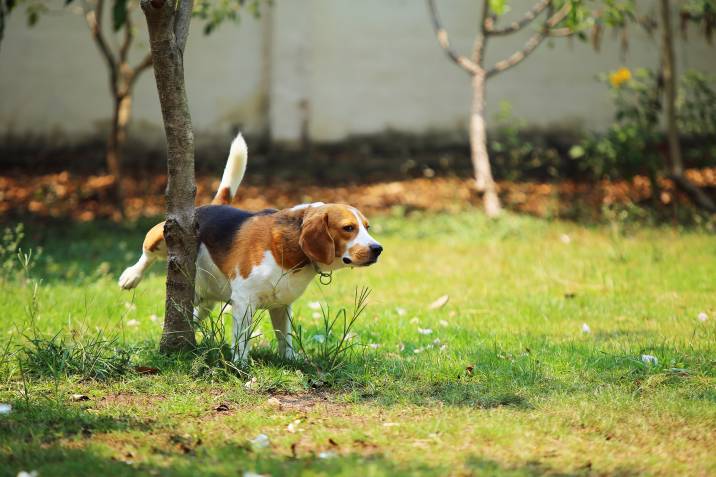 Potty Training a Dog in 5 Simple Steps | Airtasker | Airtasker AU
