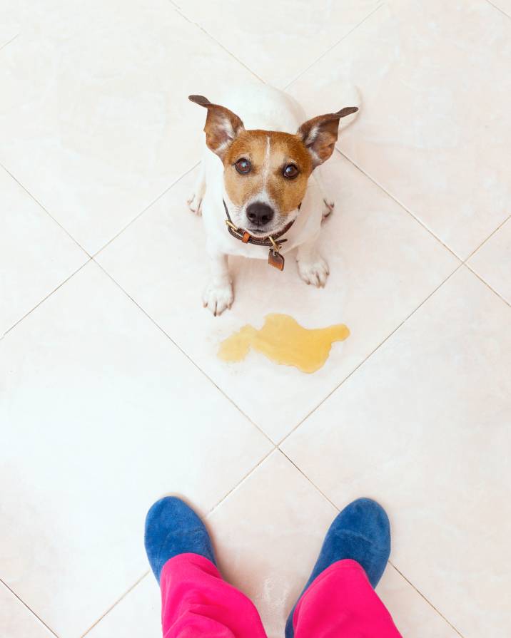 Potty Training a Dog in 5 Simple Steps | Airtasker | Airtasker AU