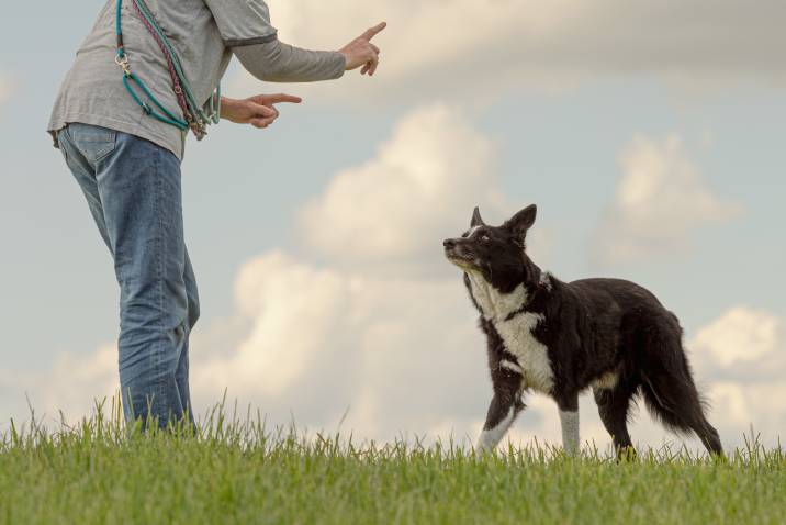 Dog Training 101: How to train your dog | Airtasker | Airtasker AU