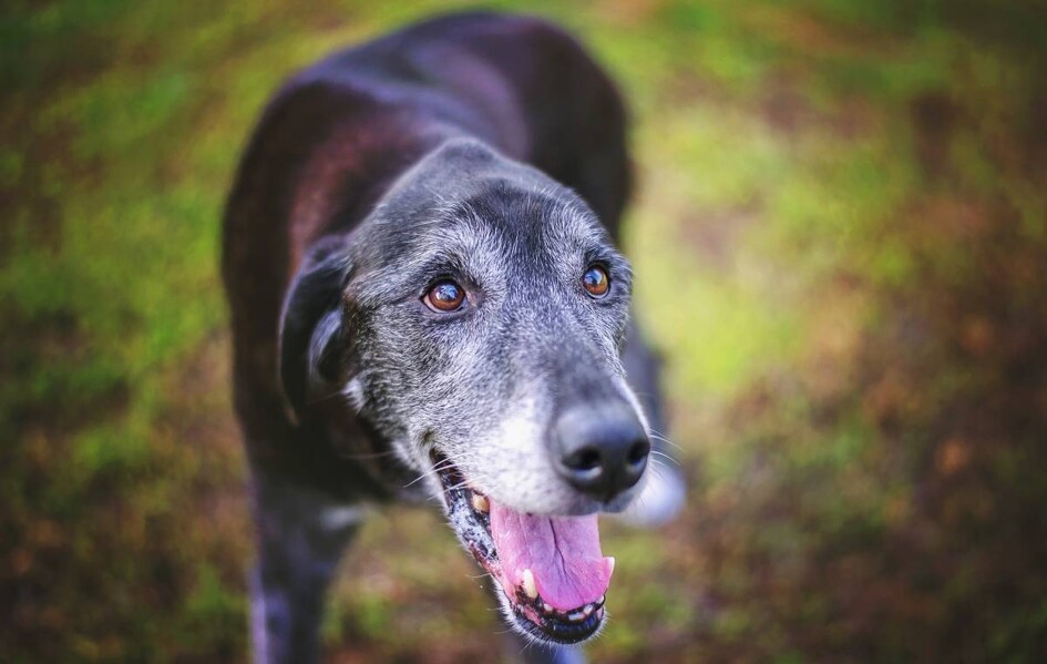 Tips and Tricks for Training an Older Dog | Airtasker | Airtasker AU