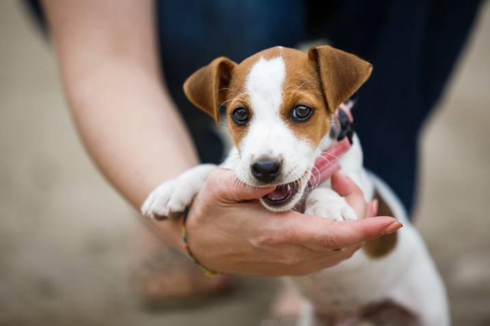 How to Stop a Puppy From Biting | Airtasker AU