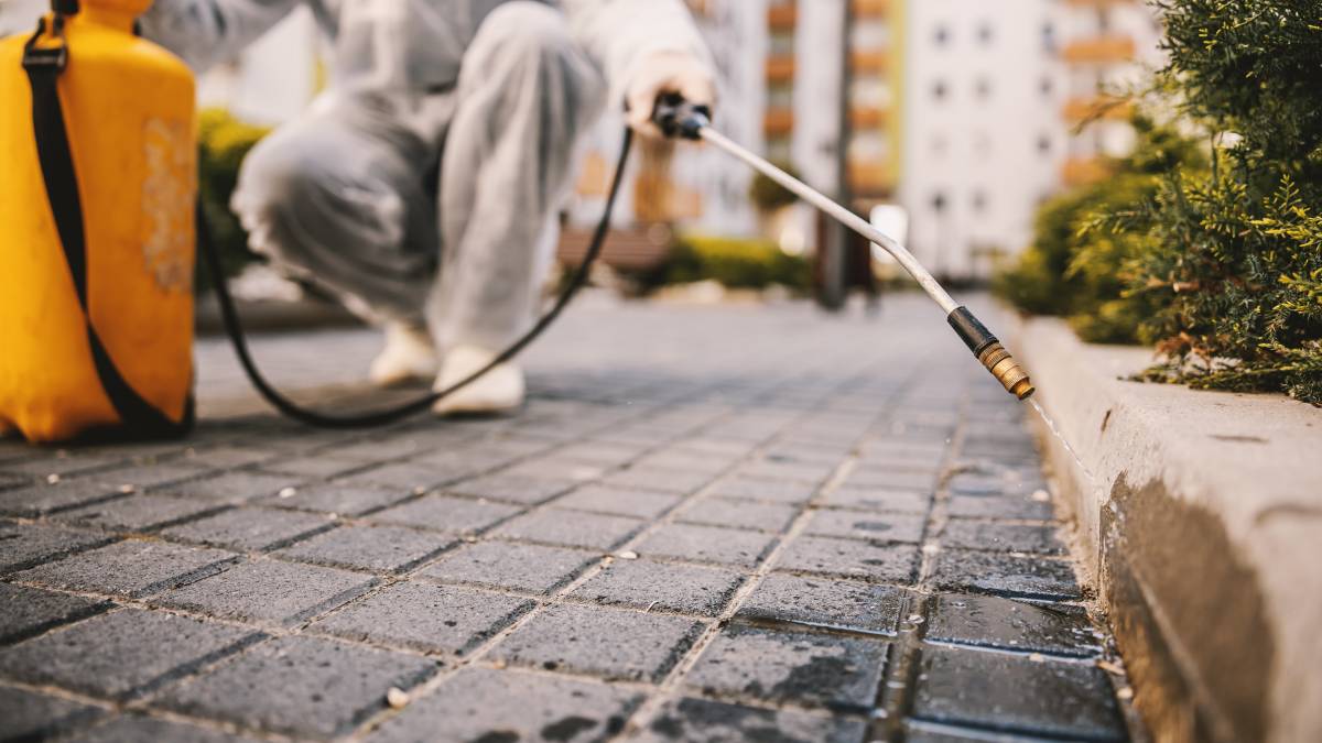 What are the average costs of pest control services in 2024? | Airtasker AU