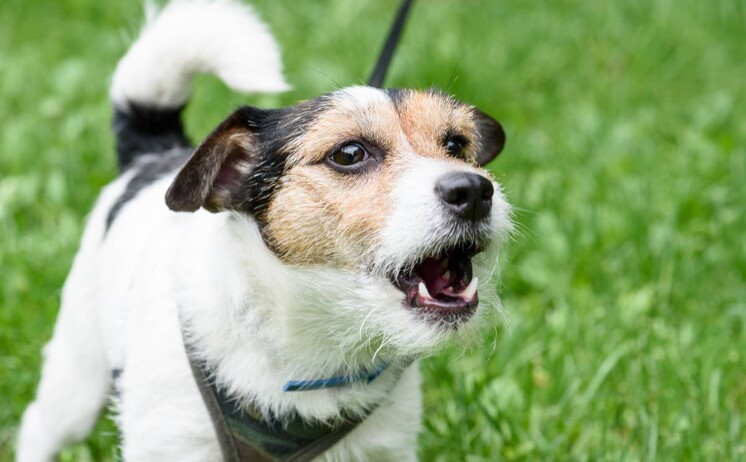 Reactive Dog Training Tips - How to Calm Your Reactive Dog | Airtasker AU