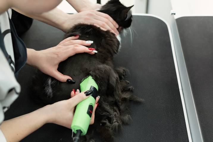 5 Useful Cat Grooming Styles (with Pictures) | Airtasker US