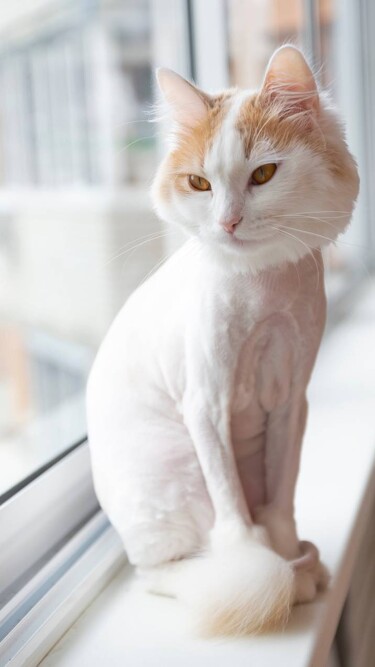 5 Useful Cat Grooming Styles (with Pictures) | Airtasker US