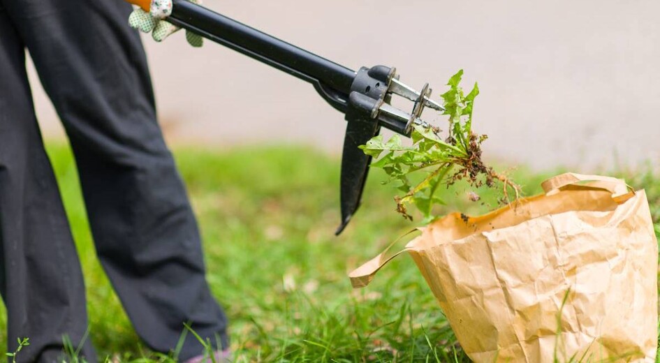 How to Weed a Garden and Stop Weeds from Growing | Airtasker AU