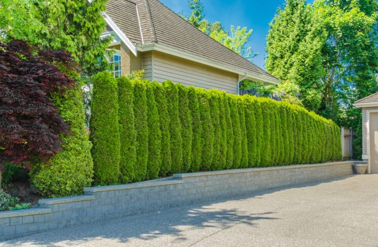 9 Best Evergreen Hedge Plants for a Lush Garden | Airtasker AU