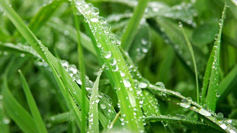 How to lay artificial turf - A step by step guide | Airtasker AU