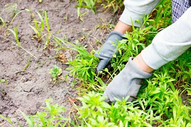 Garden Weeding Cost Guide | Airtasker AU