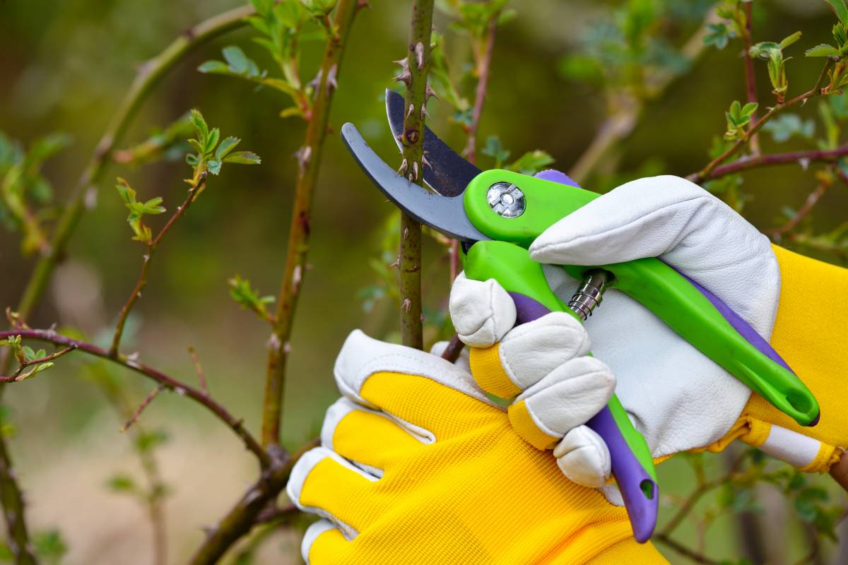 How To Sharpen Secateurs Safely and Properly | Airtasker AU