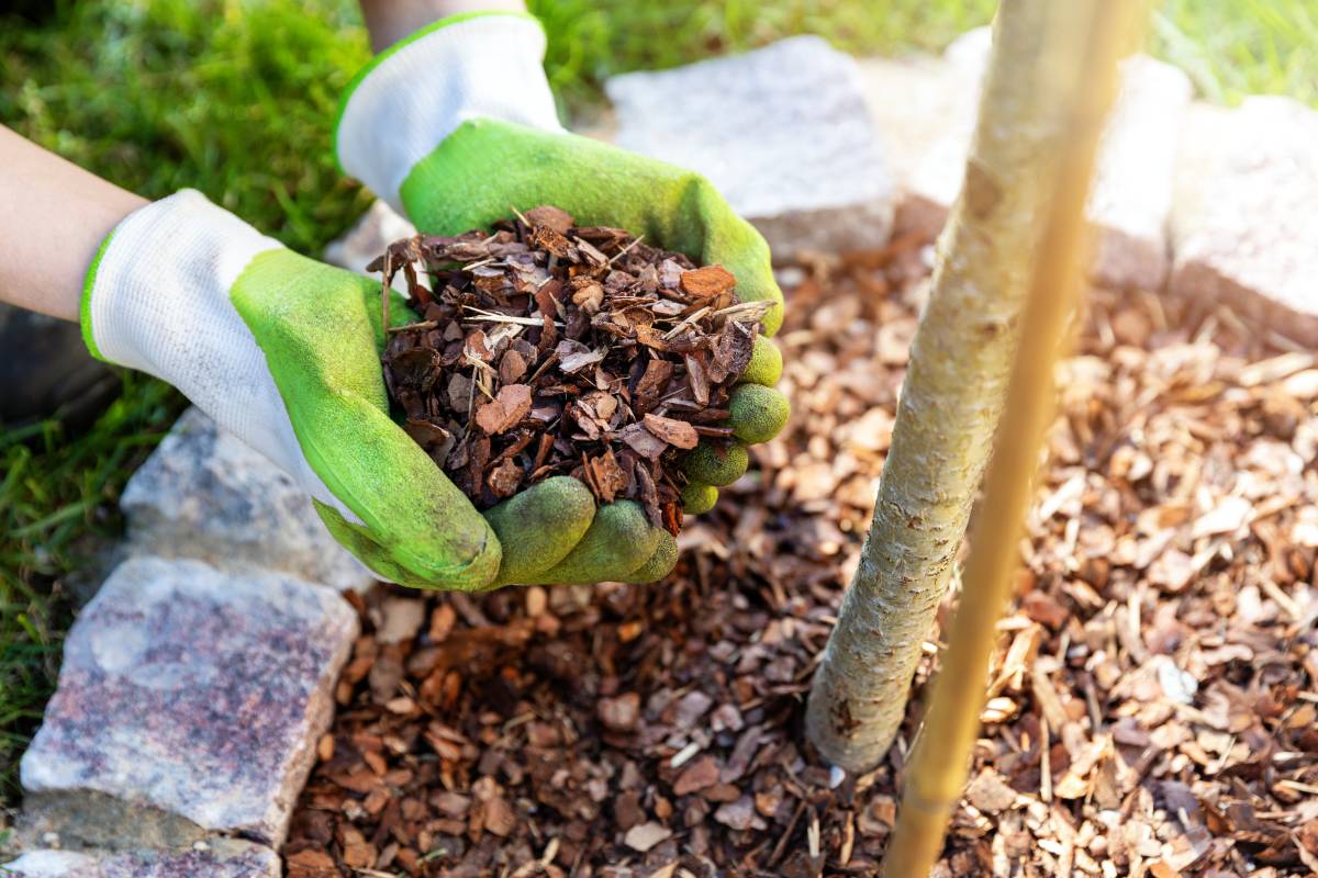 What Is Mulch? The Ultimate Guide for Gardeners | Airtasker AU