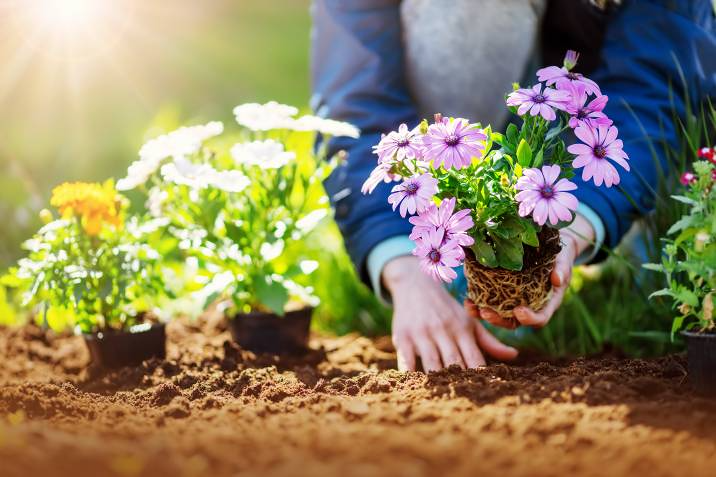 How to become a professional gardener | Airtasker AU
