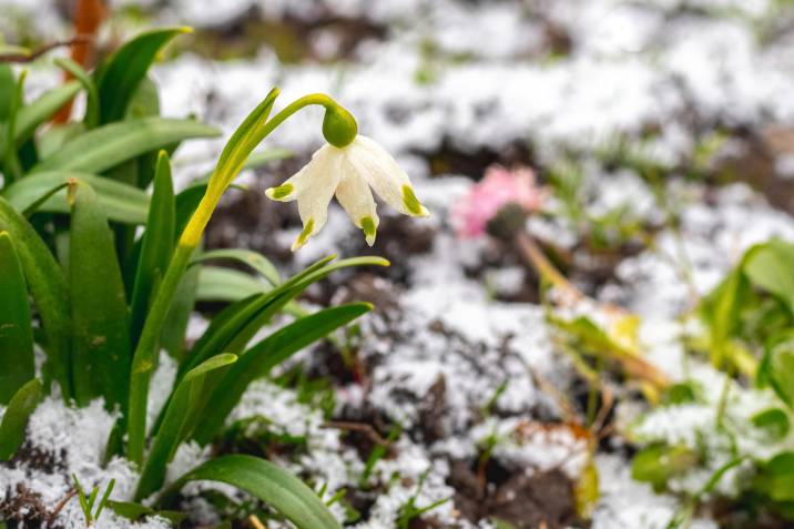 13 Spring Gardening Tips for Beautiful Blooms | Airtasker AU