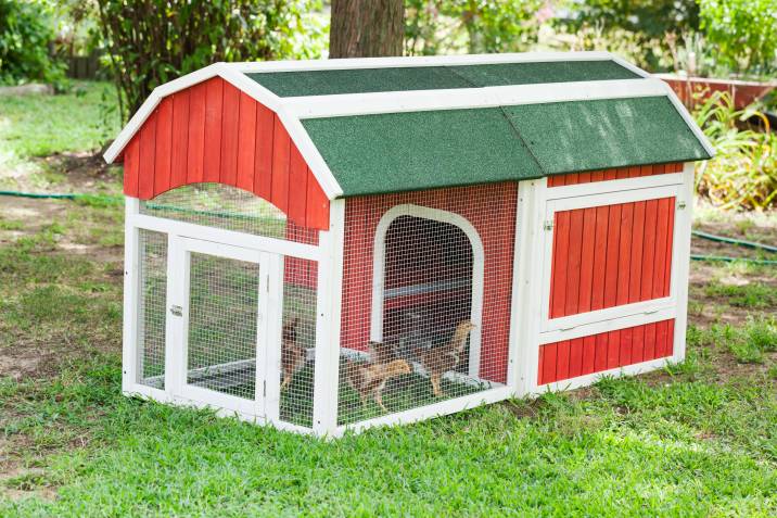 Fox Proof Your Chicken Coop with These Easy Steps | Airtasker AU