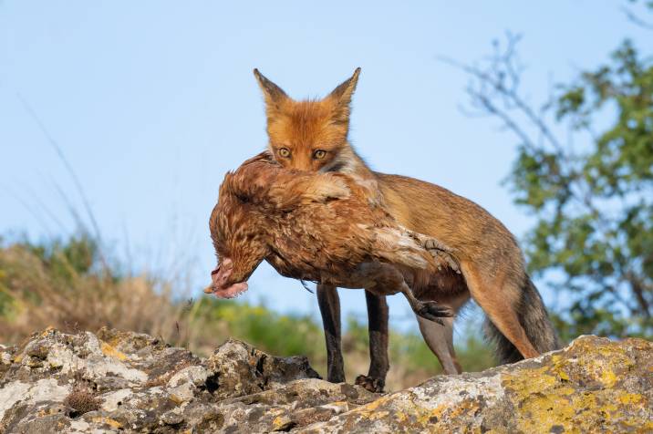 Fox Proof Your Chicken Coop with These Easy Steps | Airtasker UK