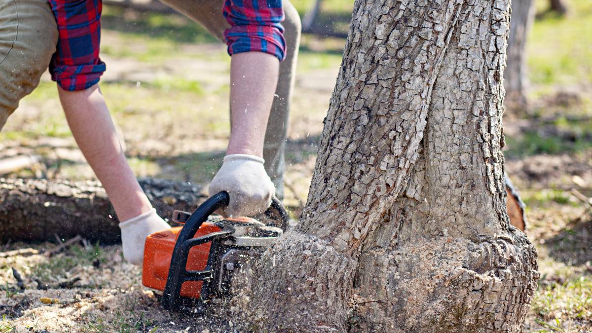 Stump Removal Cost Guide | Airtasker AU