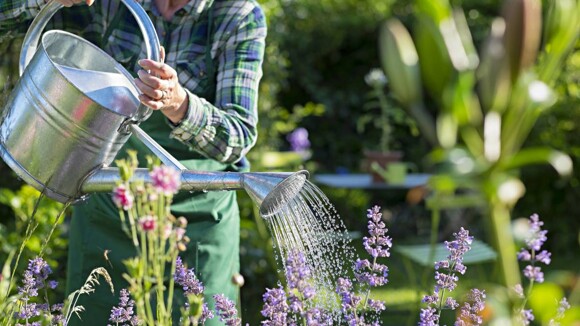 Garden Weeding Cost Guide | Airtasker AU