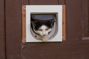 A guide to installing a cat flap for your feline friends | Airtasker UK