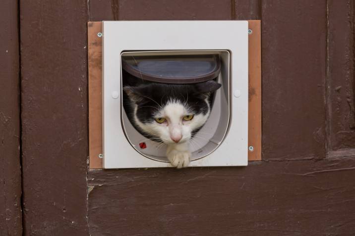 A guide to installing a cat door for your feline friends | Airtasker AU