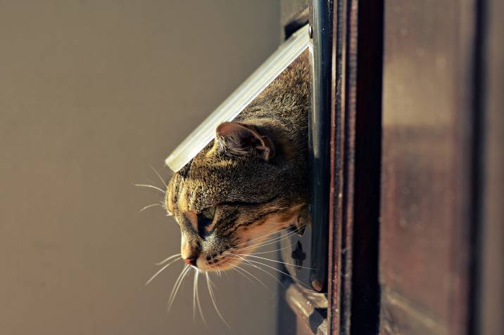 A guide to installing a cat door for your feline friends | Airtasker AU