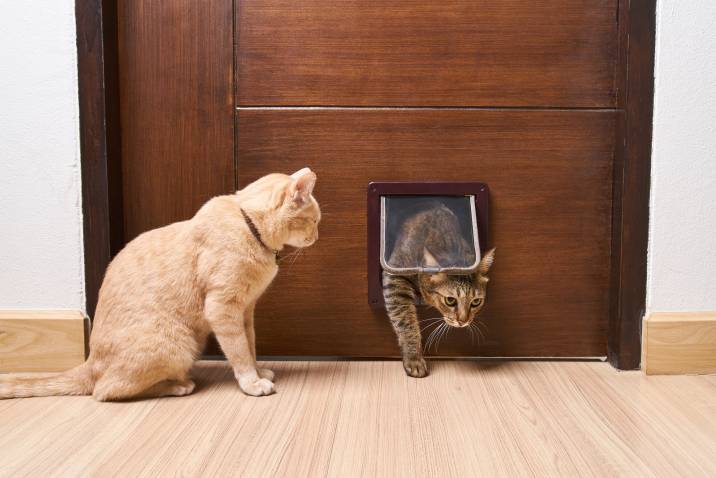 A guide to installing a cat door for your feline friends | Airtasker US