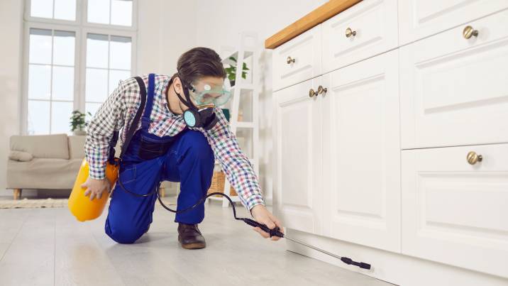 What are the average costs of pest control services in 2024? | Airtasker AU