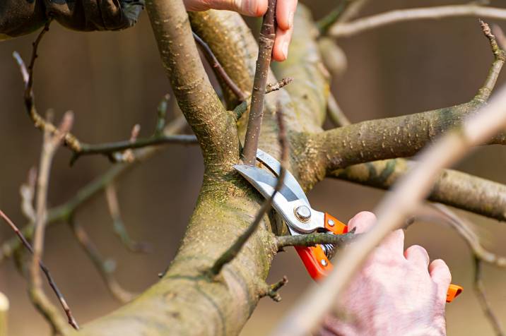 How Much Does Tree Pruning Cost in Australia? | Airtasker AU
