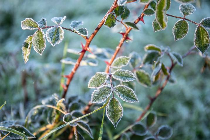 Understanding First and Last Frost Dates | Airtasker AU