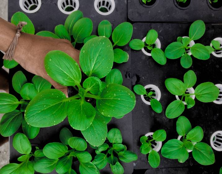 Hydroponic Systems 101: 4 Types and How To Set Them Up | Airtasker AU