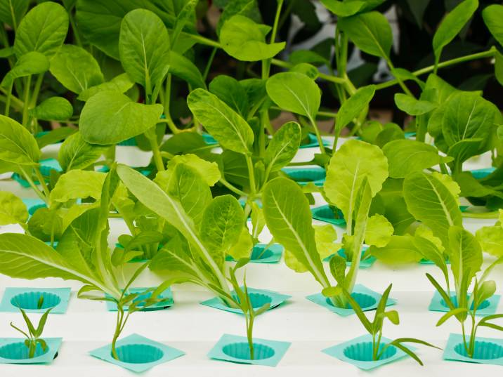 Hydroponic Systems 101: 4 Types and How To Set Them Up | Airtasker AU