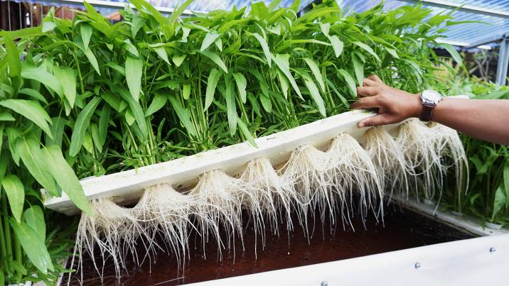Hydroponic Systems 101: 4 Types and How To Set Them Up | Airtasker AU