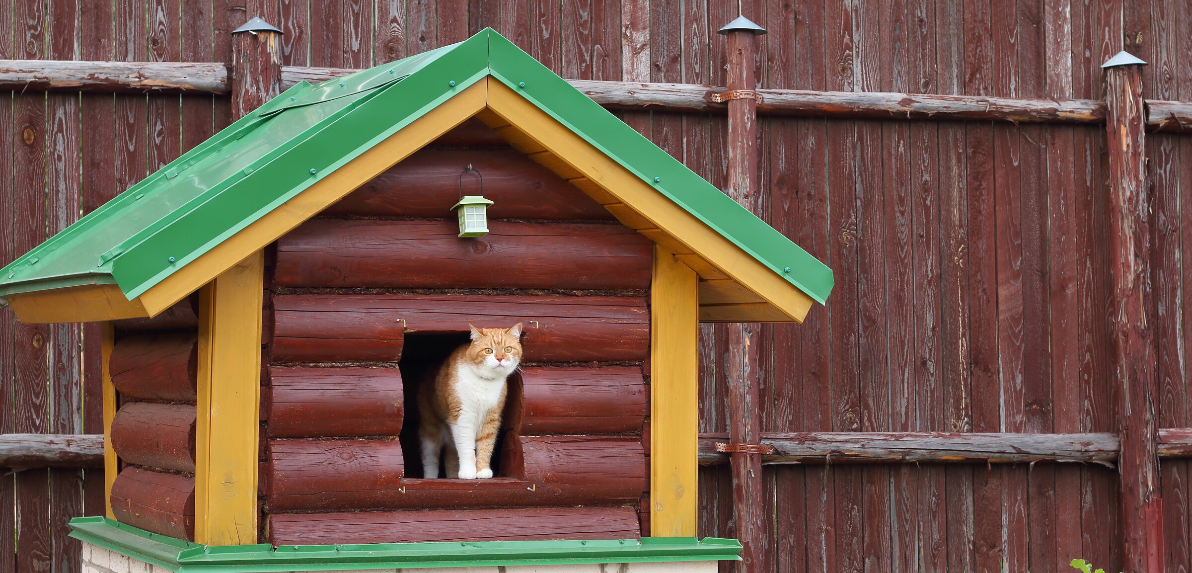 How to Build an Outdoor Cat House | Airtasker US