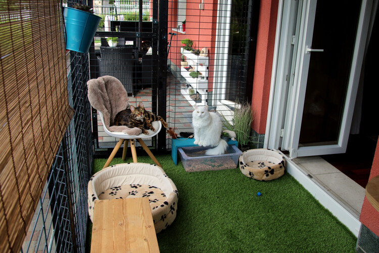 10 Things You Need to Know Before Building a Catio | Airtasker AU