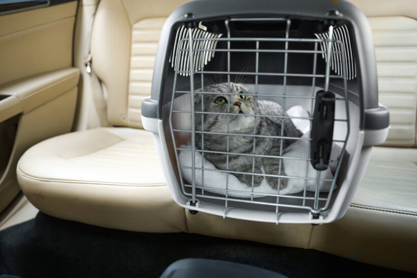 A Fur Parent’s Guide to Moving with Cats | Airtasker US