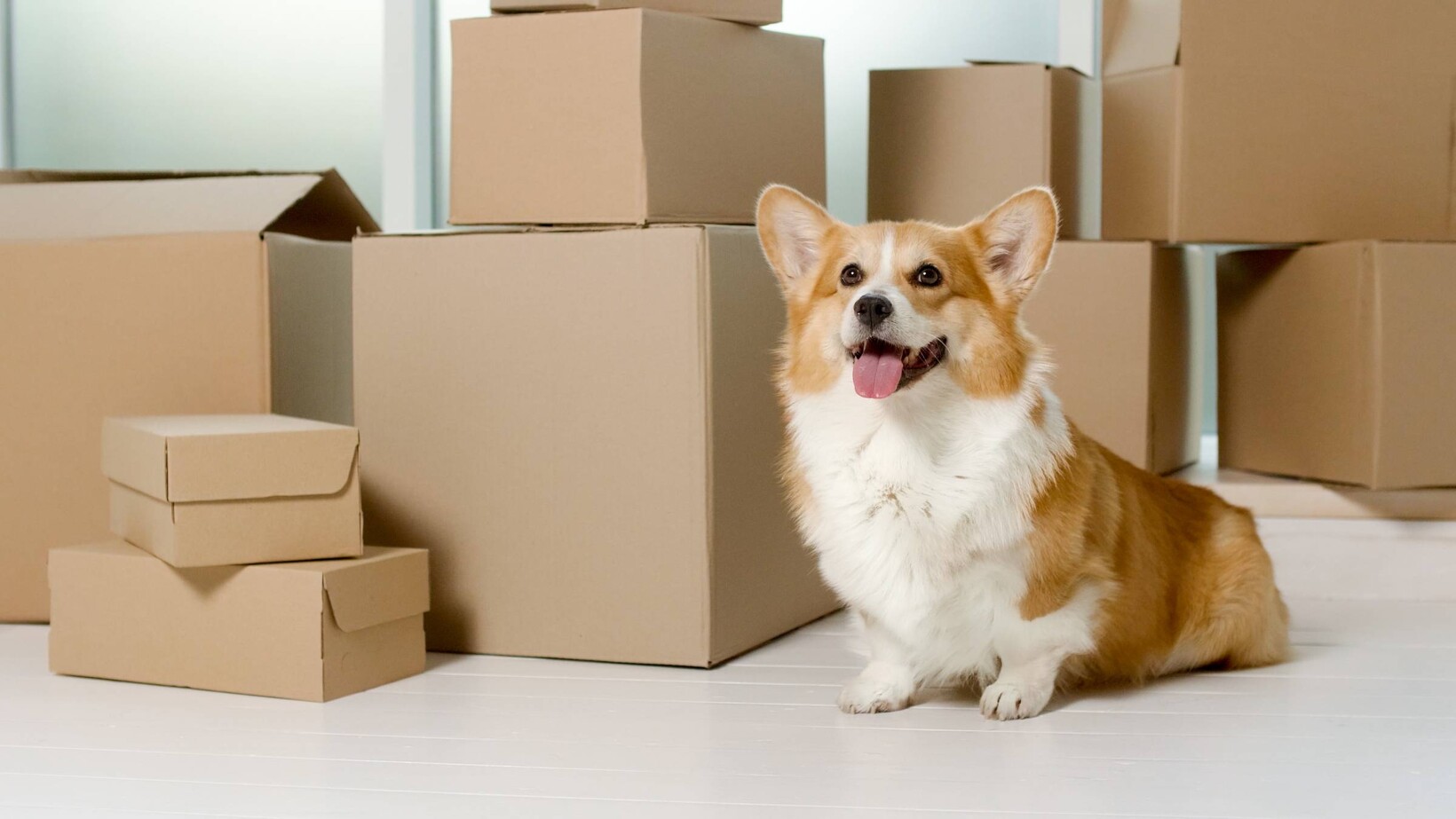 Peaceful Moving for You and Your Furry Friend | Airtasker US