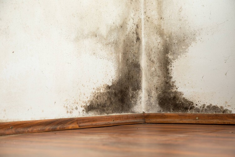 Mould vs Mildew: a Comprehensive Guide | Airtasker AU