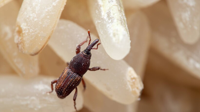 How to Eliminate Weevils in Your Pantry | Airtasker UK