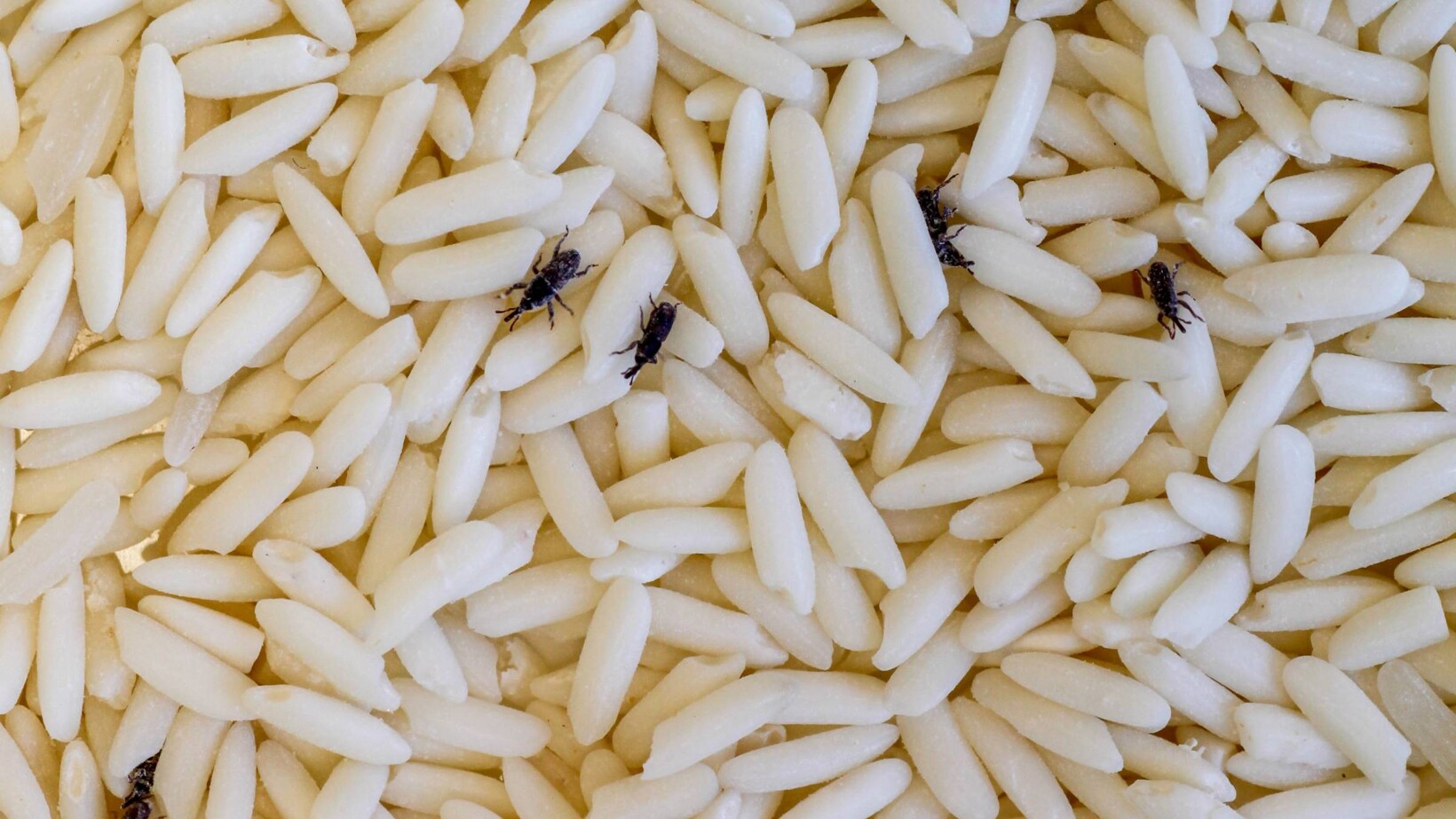 How to Eliminate Weevils in Your Pantry | Airtasker UK
