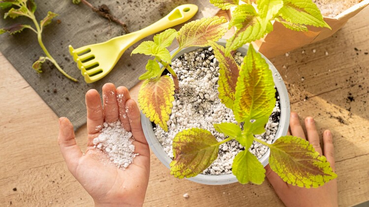Perlite vs Pumice: Which is Best for Your Plants? | Airtasker AU